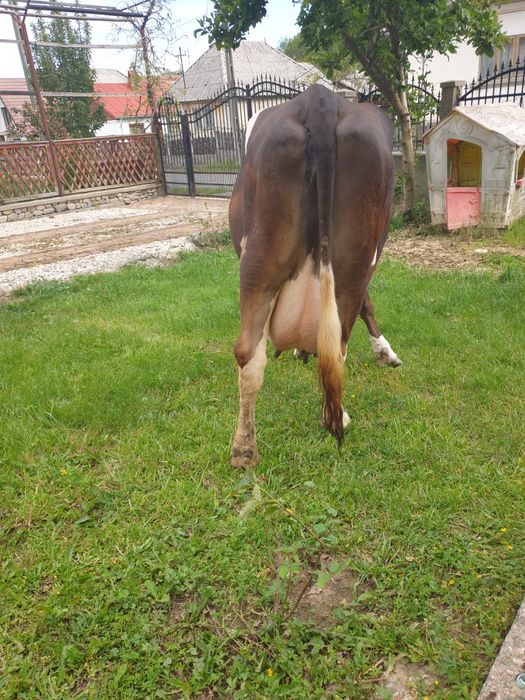 Vaca de vanzare buna de lapte Varzaroaia • OLX.ro