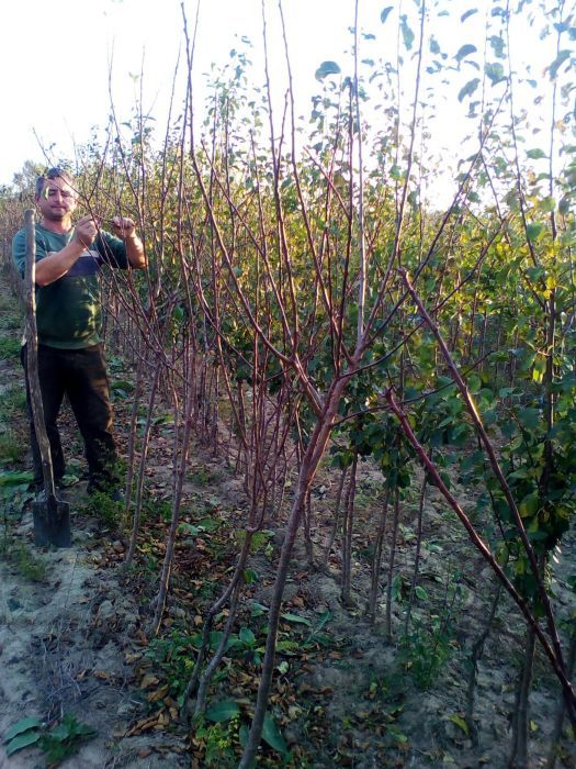 Oferta de primavara2026 Pomi fructiferi Aiud • OLX.ro