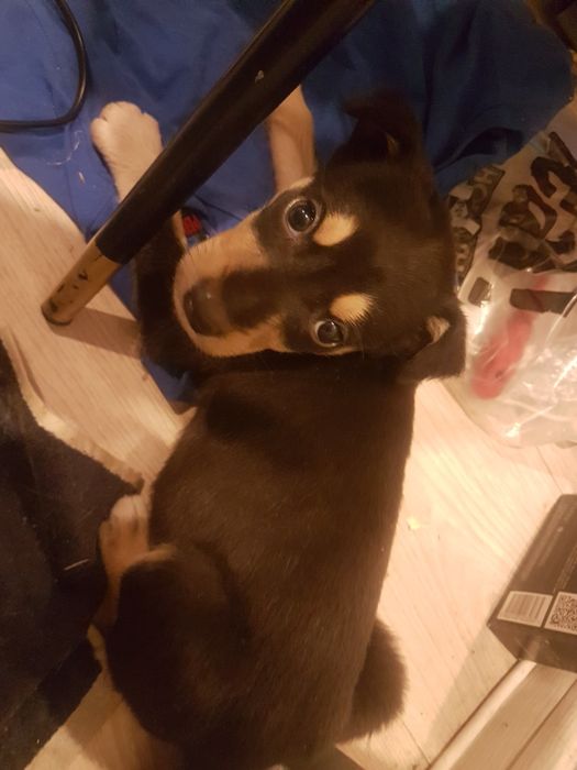 Pui de catel 6 saptamani Ilfov Baneasa • OLX.ro