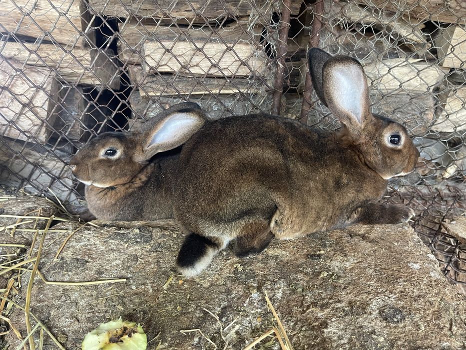 Iepuri Rex Castor Beltiug • OLX.ro