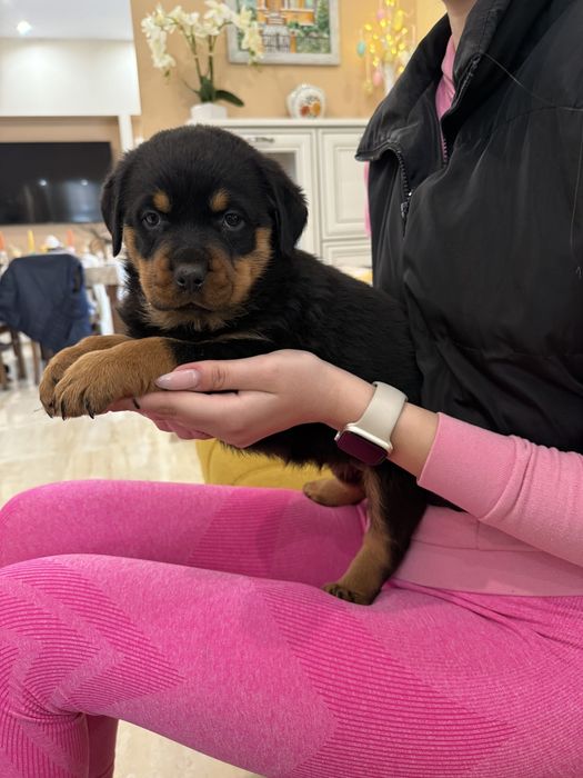 Ротвайлерчета По FCI Стандарт Ротвайлер гр. Монтана Идеален център • OLX.bg