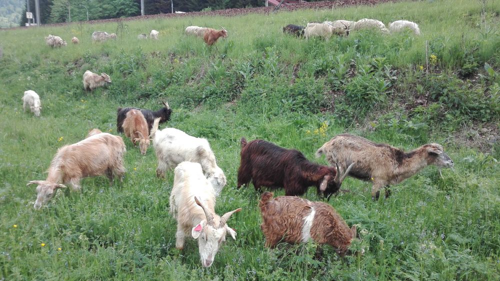 Berbeci ,oi ,mielute .Capre si tapi .Fac si schimb. Busteni • OLX.ro