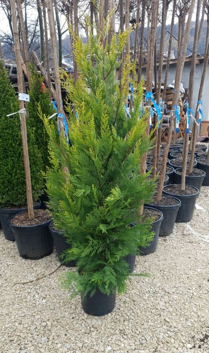 Vindem plante ornamentale Mangalia • OLX.ro