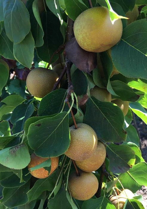 Meri/peri/ciresi/visini-columnari/livrare RO.soiuri intensive Jibou ...