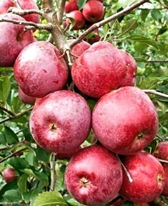 Pomi Fructiferi Columnari (Măr ) Aiud • OLX.ro