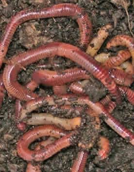 Rame roșii momeala(vie) pentru pescuit Mangalia • OLX.ro