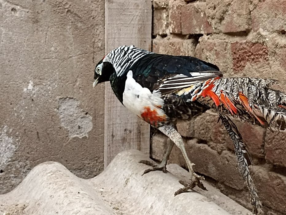 Vînd mascul de fazan diamant din anul 2022 , din primăvară . 250 LEI . Braniste • OLX.ro