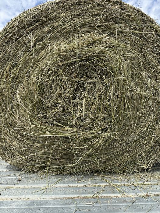 Baloti lucerna 2025 Brabova • OLX.ro