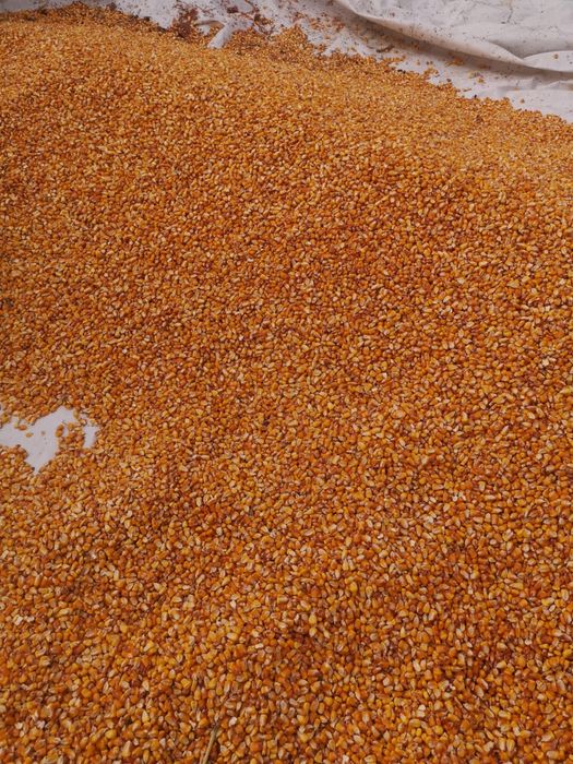 Porumb bobe recolta 2022 Ususau • OLX.ro