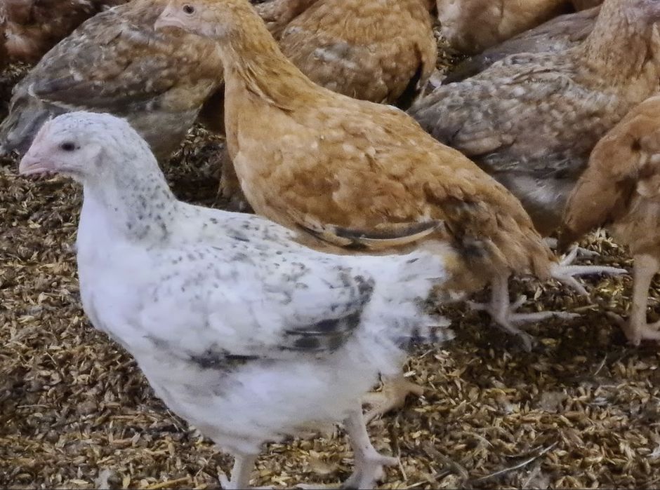 Pui mixt si Pui alb de carne Fetesti • OLX.ro