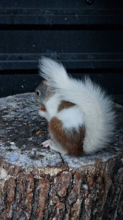 Veverite panda 2023 Iasi • OLX.ro