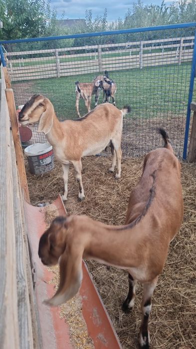 Capre anglo nubiene Cajvana • OLX.ro