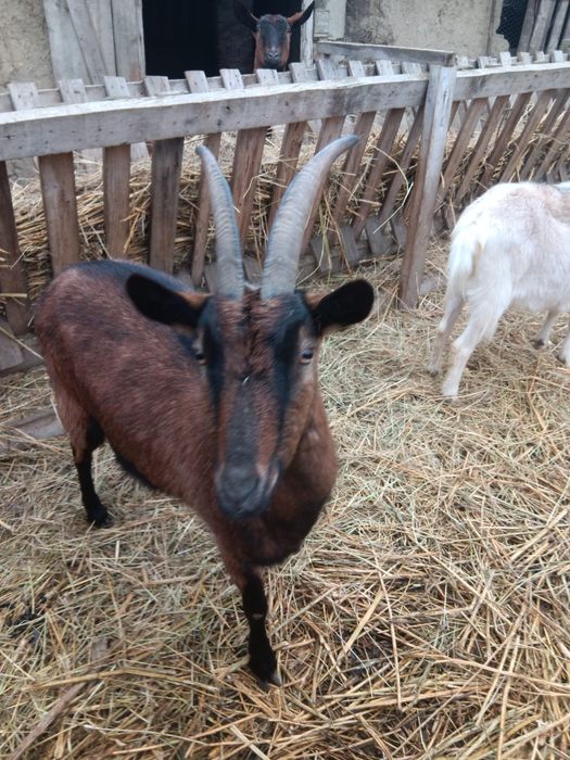 Vind capra alpin franceza gestanta la prima fatare Parta • OLX.ro