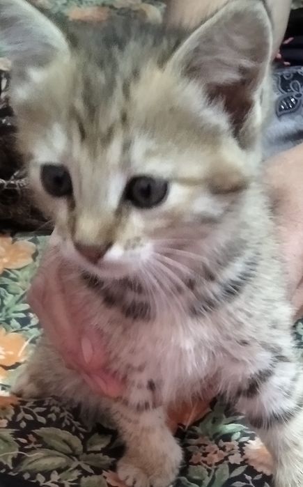 Mushukcha chiroyli, o'yinqaroq: Hadya qilaman - Mushuklar Chinoz на Olx