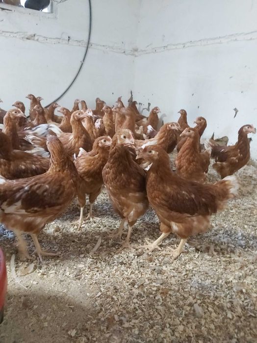 Puicuțe outoare / pui gaina rasa de oua ( doar femele) Targu Neamt • OLX.ro