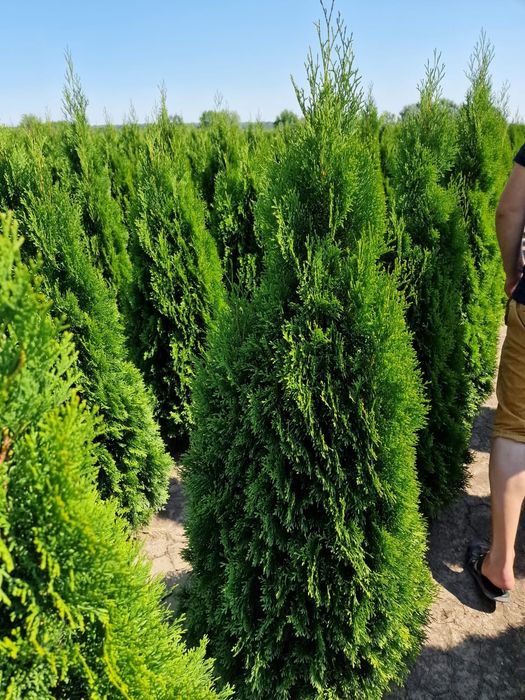 Tuia smarald dimensiuni mari de la 1.50m până la 4m oferim transport ...