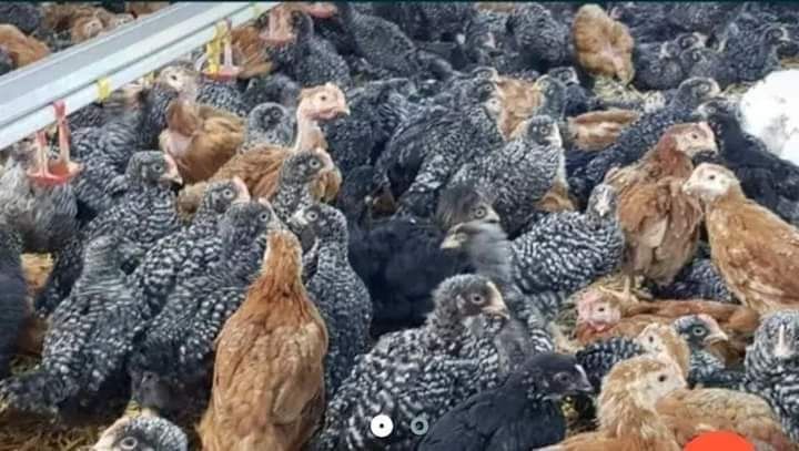 Pui de vanzare kabir porumbac și alb Cosmesti • OLX.ro