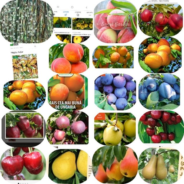 Oferta de primavara2026 Pomi fructiferi Aiud • OLX.ro