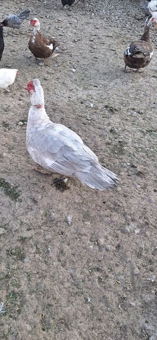 Rațe mute de anul acesta Fughiu • OLX.ro