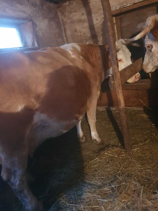 Vand vaca baltata romaneasca Notig • OLX.ro