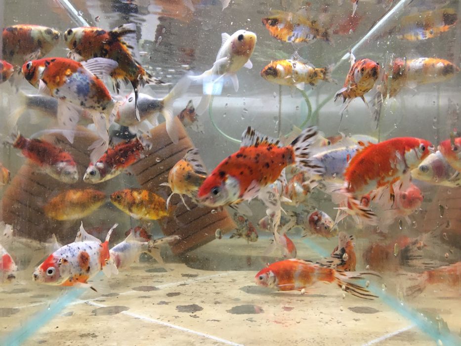 Platy Pesti - OLX.ro