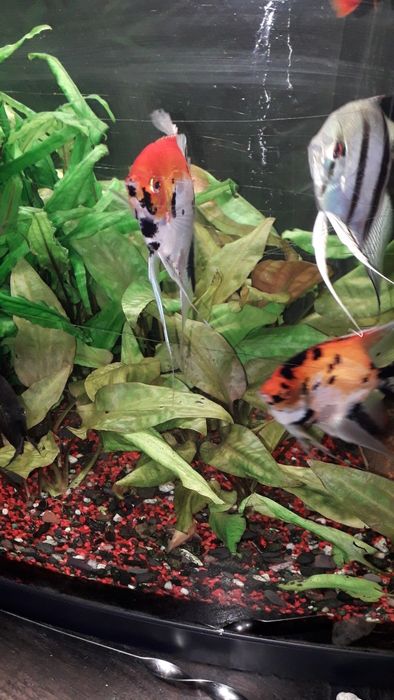 Plante acvariu schimb/vand Bucuresti Sectorul 1 • OLX.ro