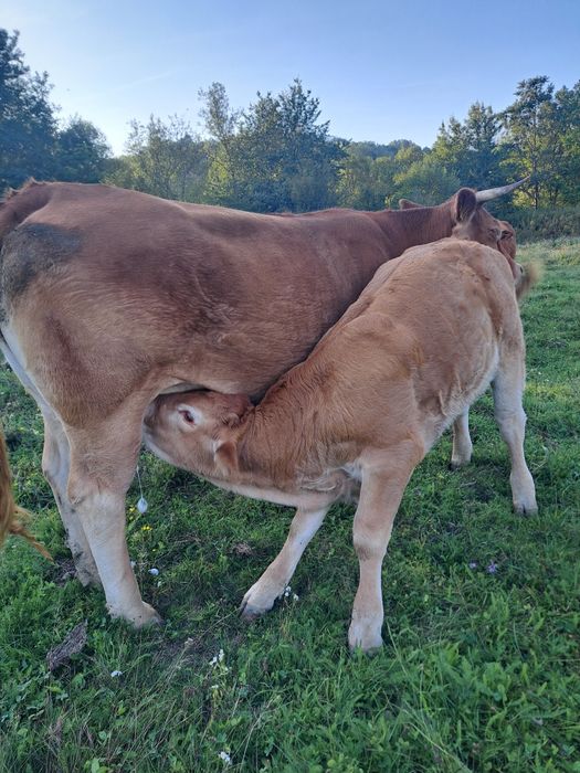 Vind 16 vaci limousine cu origini Dej • OLX.ro