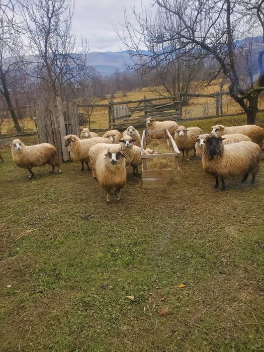 Vând 10 oi,2 capre și un țap Breb • OLX.ro