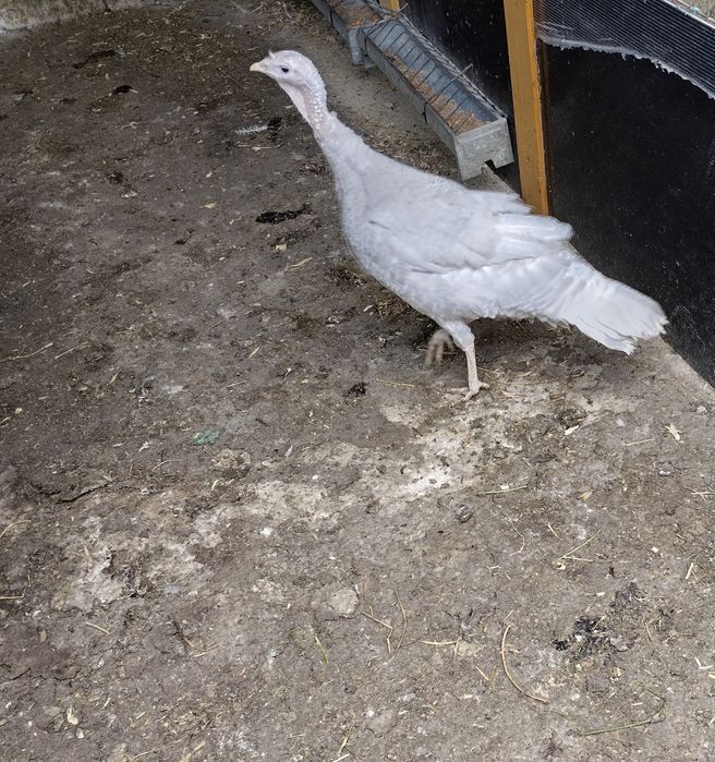 Curca albastra sidefie Buzau • OLX.ro