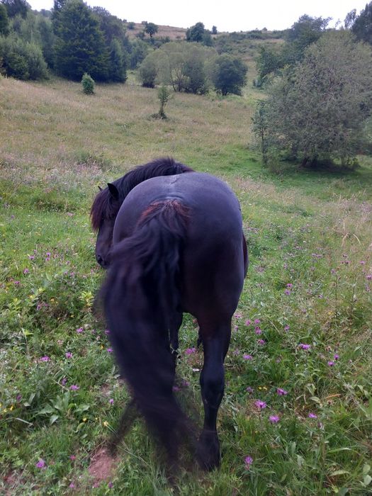 cai negri de vânzare Alba - Anunturi gratuite