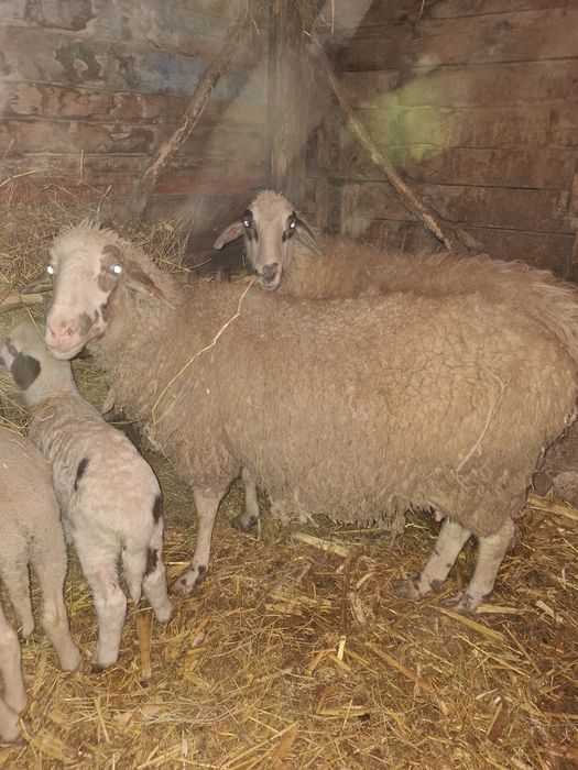 Продавам овца гр. Славяново • OLX.bg