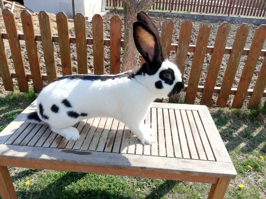 Vand iepuri fluture german Mosnita Veche • OLX.ro