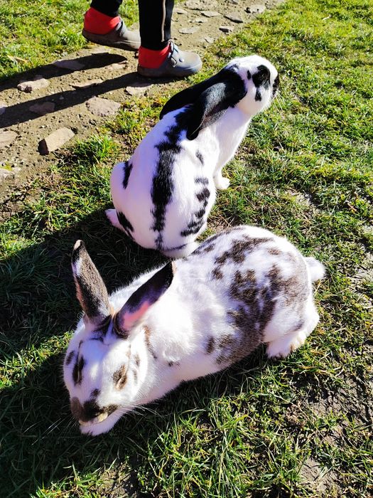 Vând iepuri frumoși Tipar • OLX.ro