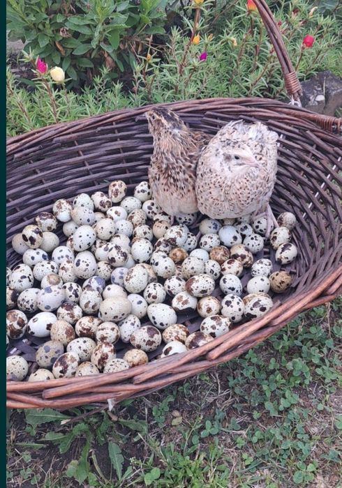 prepelite de vanzare ' Anunturi ' OLX.ro