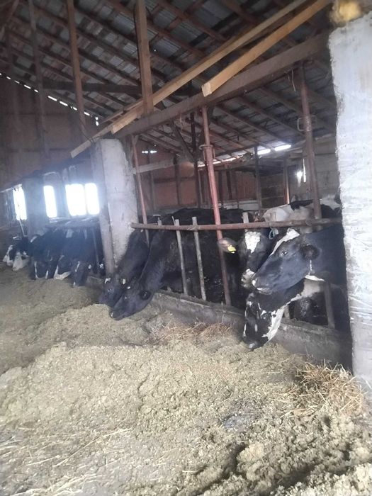 Vaci holstain de lapte Botosani • OLX.ro