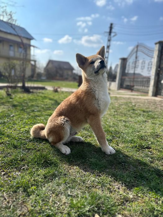 Akita Inu - Mascul Pitesti • OLX.ro