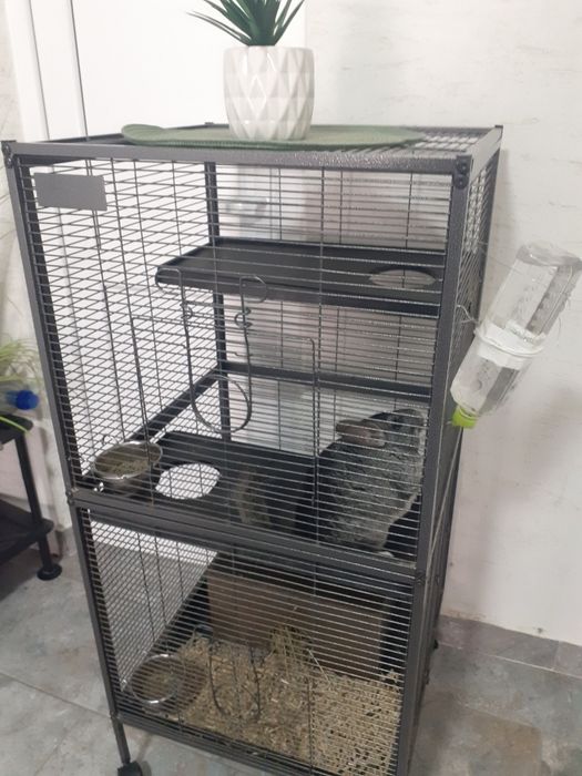 Cusca mare iepuri, pasari Galati • OLX.ro