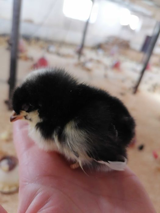 Pui de curca albi și negri pui de gaina. Curtea de Arges • OLX.ro