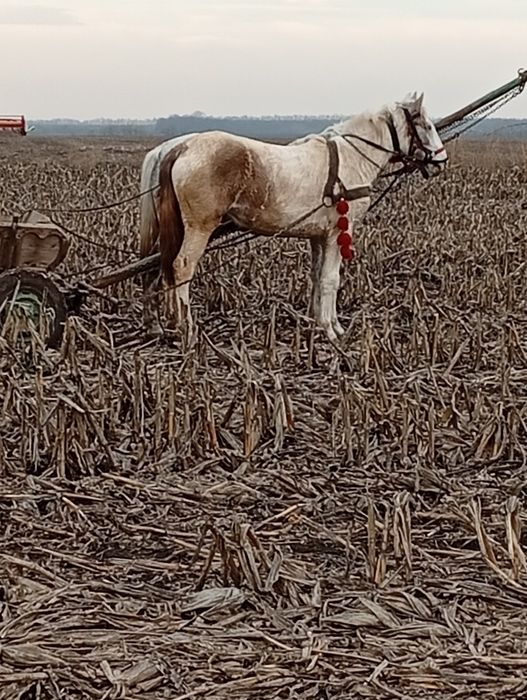 De vânzare manza de un an jumate sau schimb tot pe mânz sau cal Probota ...