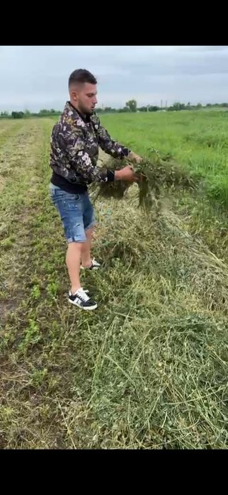 Baloti lucerna sau Fan.Minim 40b rot si 500 b drept, Moara Domneasca ...