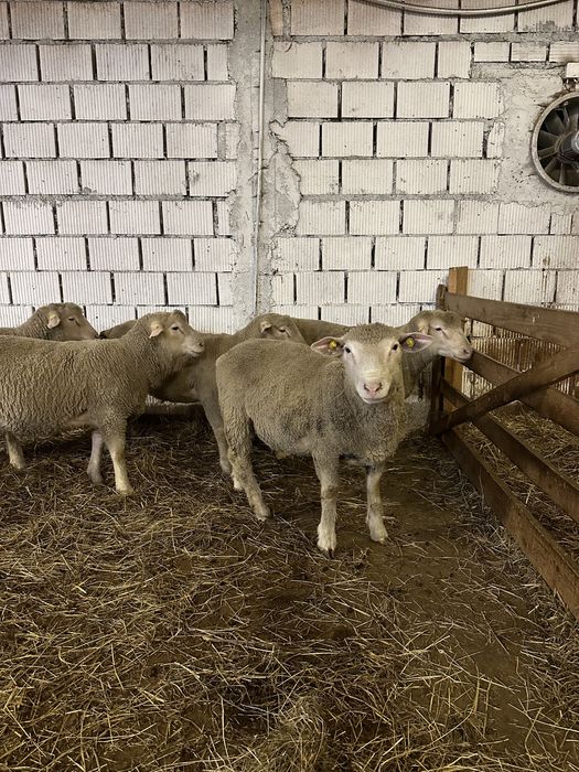 Berbeci ile de france Catalina • OLX.ro