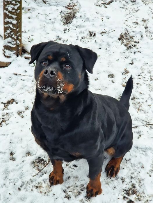 Ротвайлерчета По FCI Стандарт Ротвайлер гр. Монтана Идеален център • OLX.bg