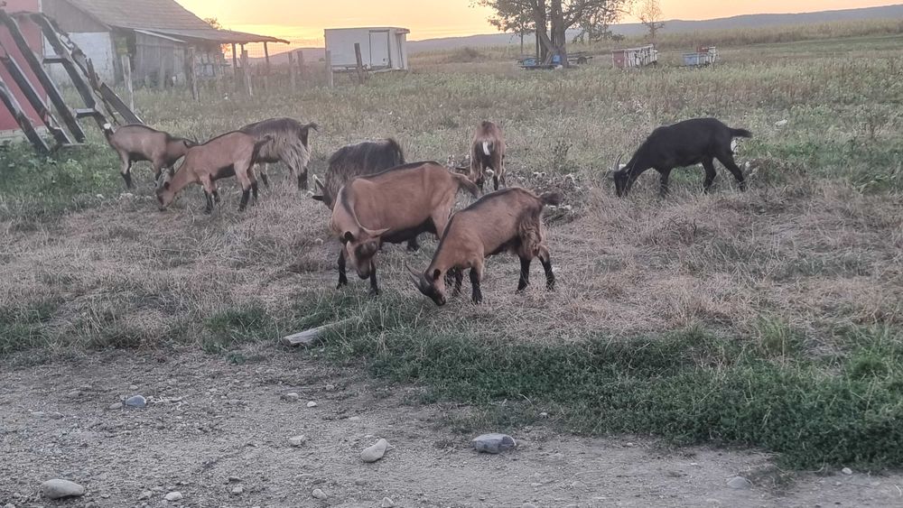 Vand capre alpine si ieduţe Sintereag • OLX.ro