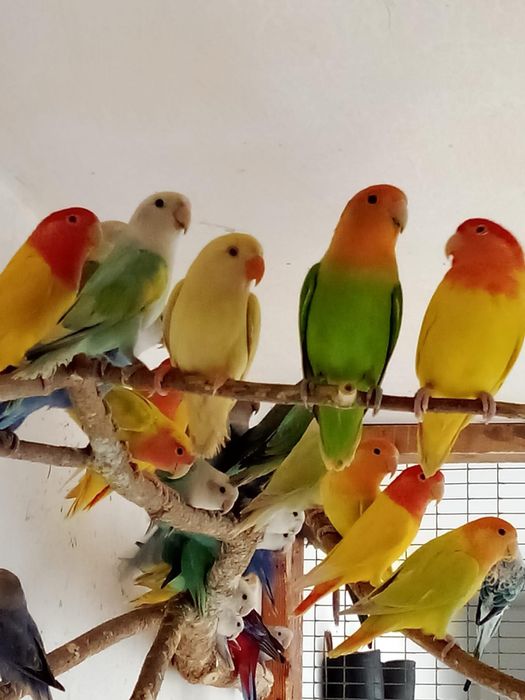 Papagali agapornis amorezi pui si adulti Otopeni • OLX.ro