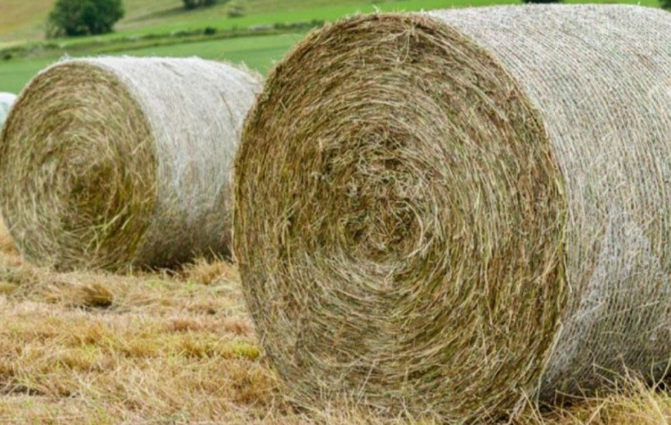 Vand baloti de lucernă Balata • OLX.ro