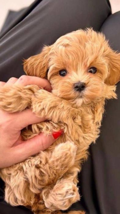 Maltipoo mini toy Craiova • OLX.ro