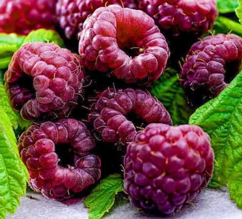 Smochin gold 3 - 4 ani si alti arbusti : mur, zmeur Bucuresti Sectorul ...