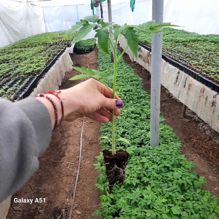 Rasaduri tomate Rila F1 si Prekos F1 Draganu • OLX.ro