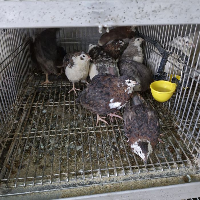 Prepelite polare mature, Floresti • OLX.ro