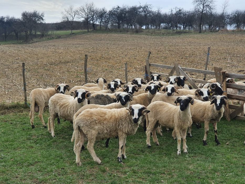 Vand berbeci breji cu certificat de origine- an nastere 2022 Valisoara ...